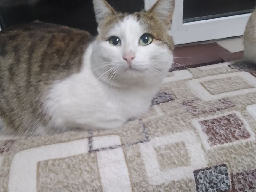 Кошка