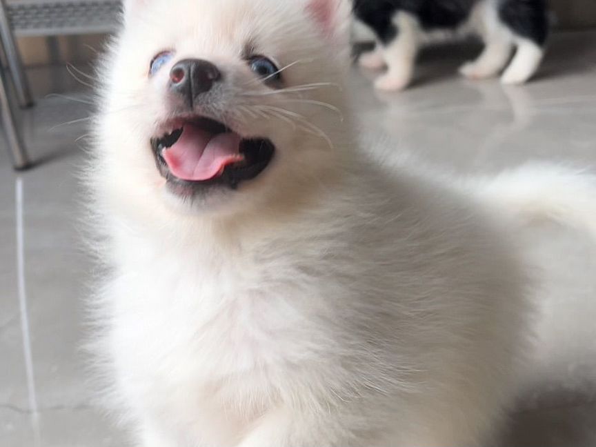 Белый мальчик Помски