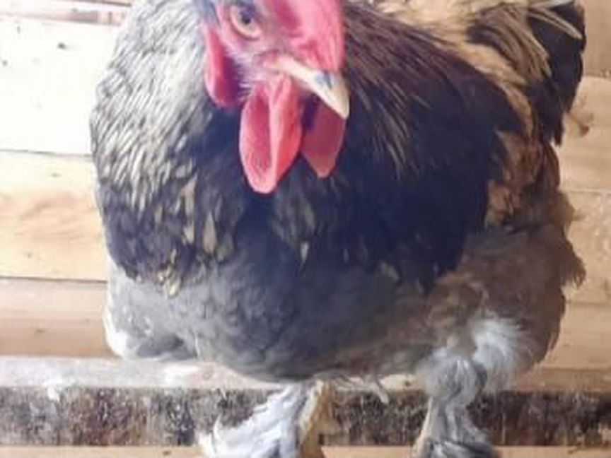 Петухня проды Кох