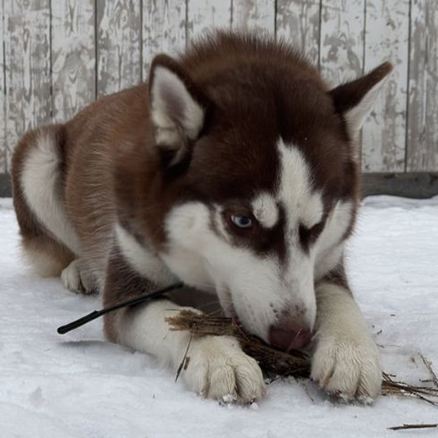Сибирский хаски, щенок
