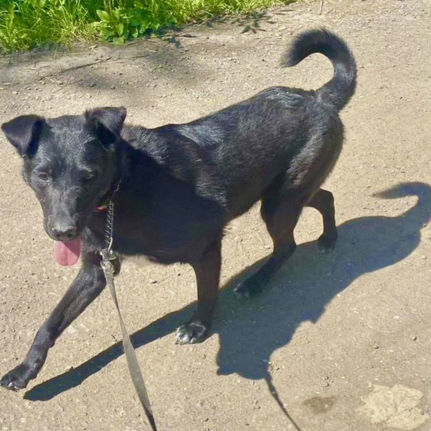 Собака в добрые руки для активной семьи