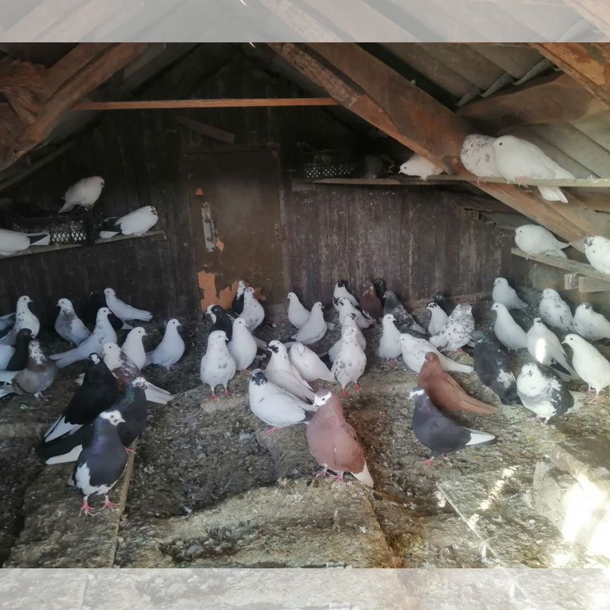 Николаевские голуби