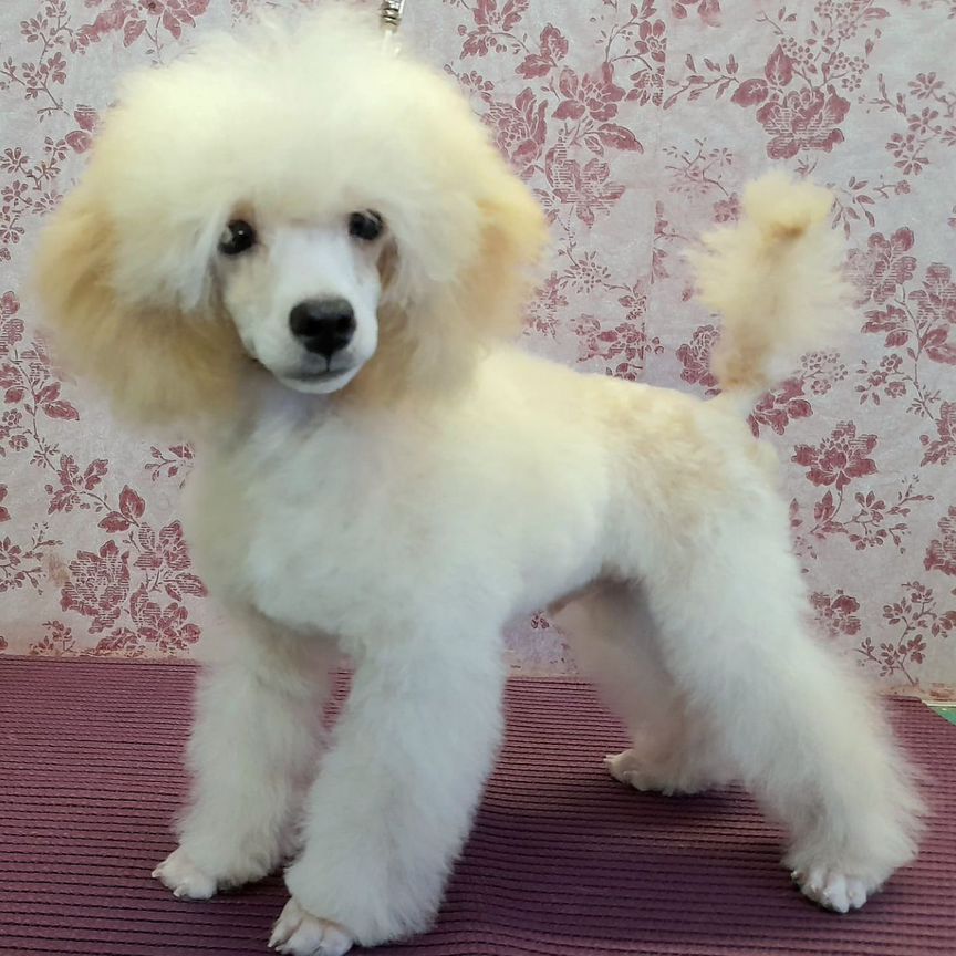 Той-пудель, щенок