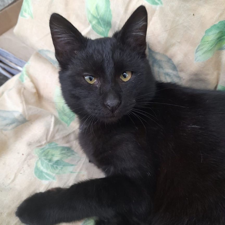 Ласковый мальчик красавчик ищет лучший дом