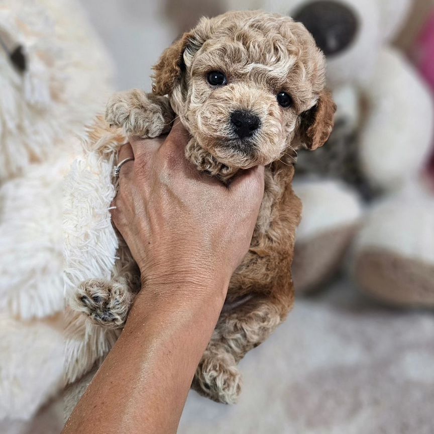 Той Пудель абрикосовый мальчик