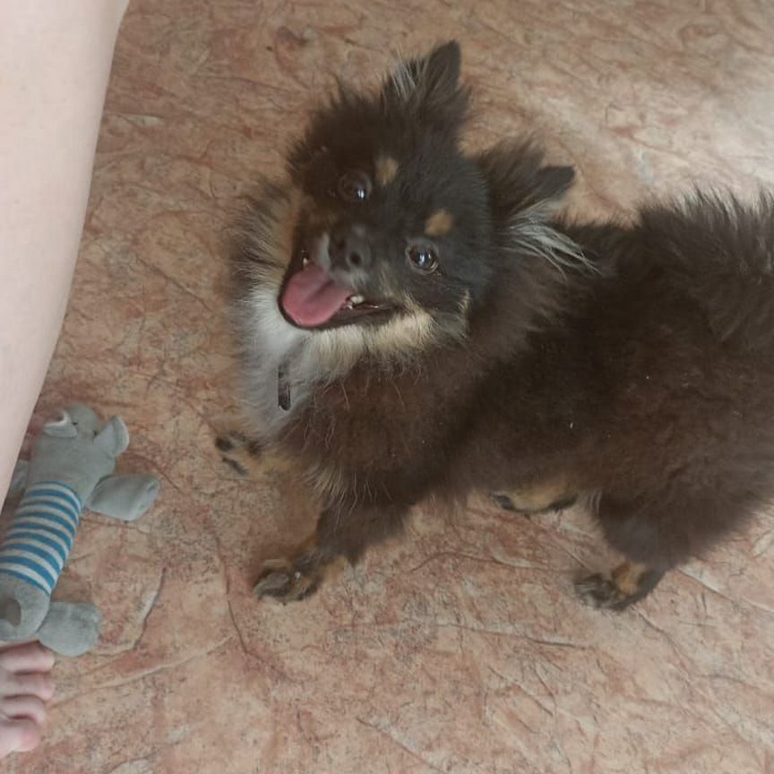 Продам немецкий шпиц