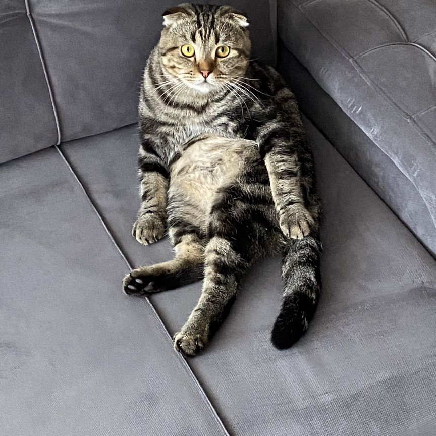 Кот "Цезарь"