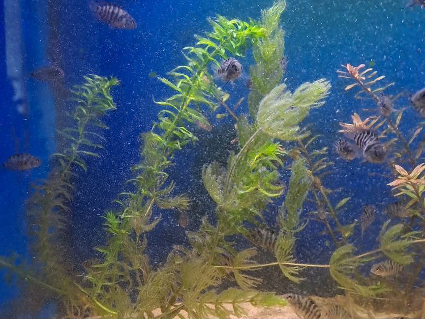 Подростки цихлозома чернополосая