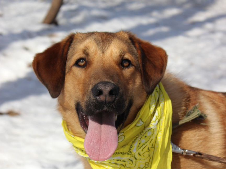 Невероятный Смурфик из приюта. В добрые руки