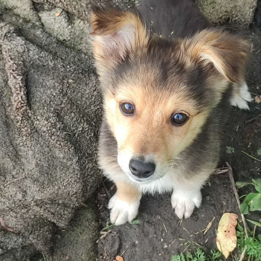 Щеночки лапочки, мальчик и девочка