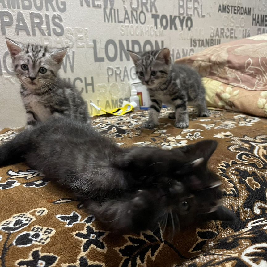 Котята (полушотландские)