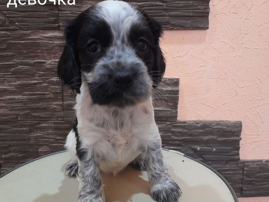 Английский спаниель