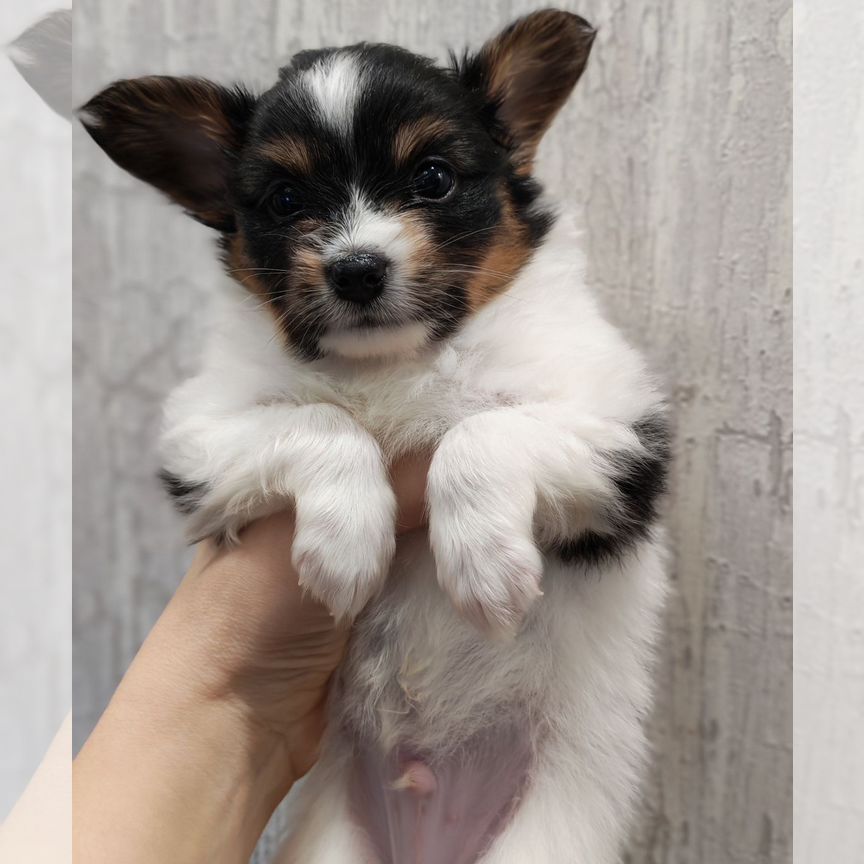 Континентальный той-спаниель папильон, щенок