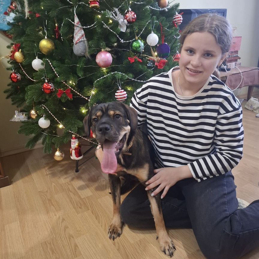 Щенок в добрые руки