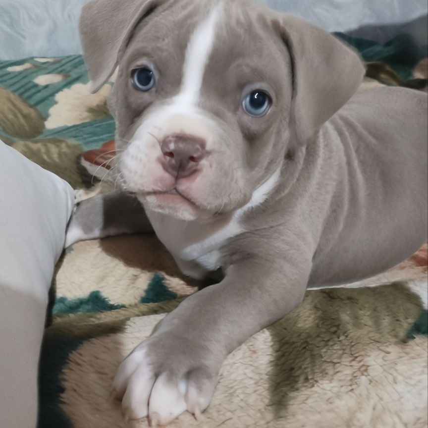 Американский булли, щенок