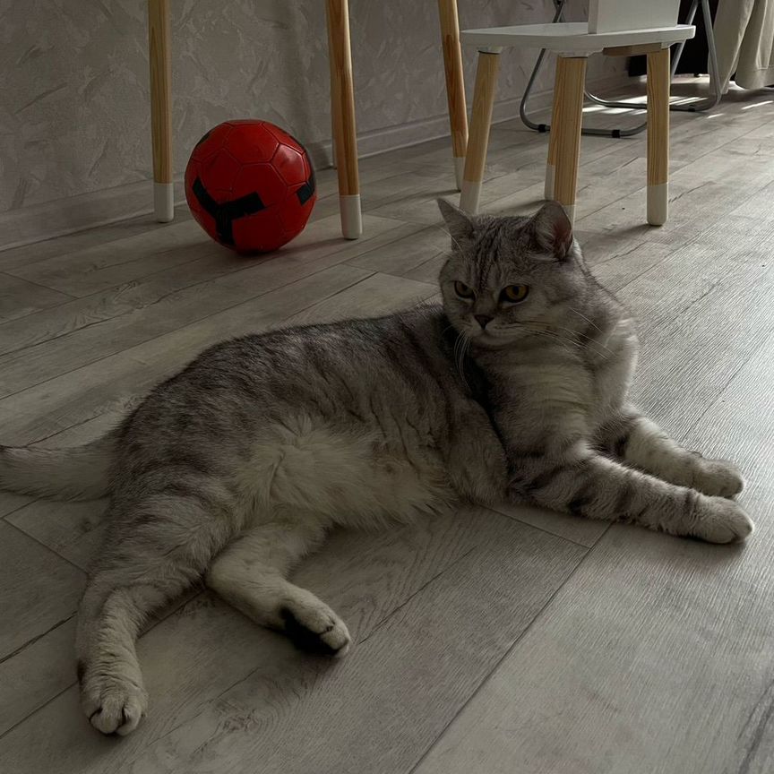 Британский кот