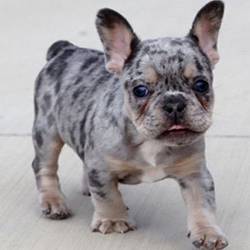 Французский бульдог, щенок
