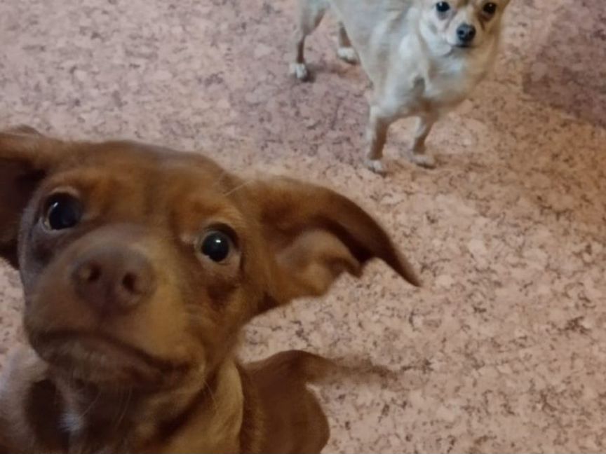 Такса щенок, мальчик