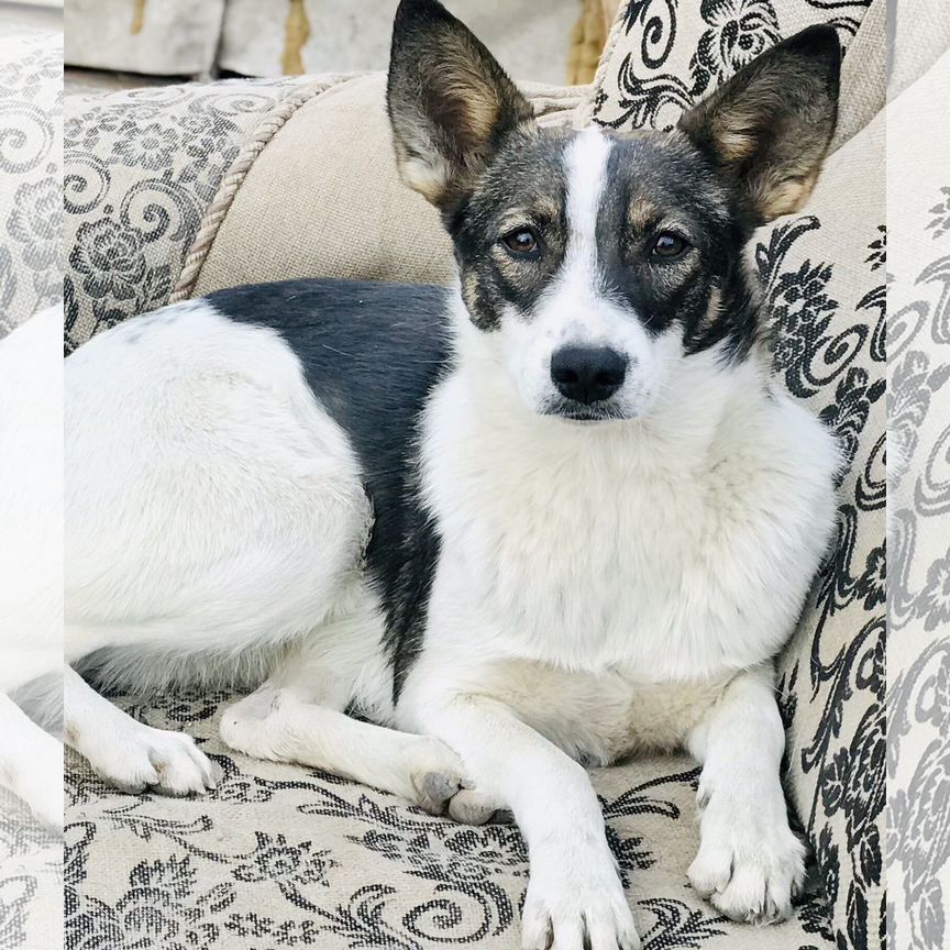 Метис лайки в добрые руки