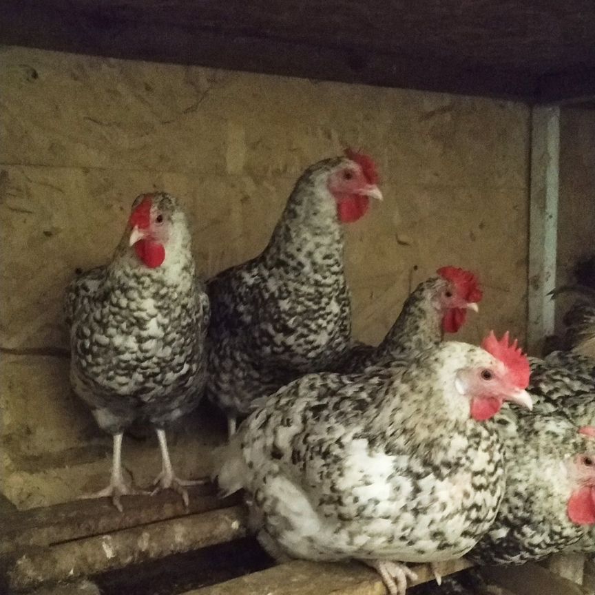 Пушкинские куры