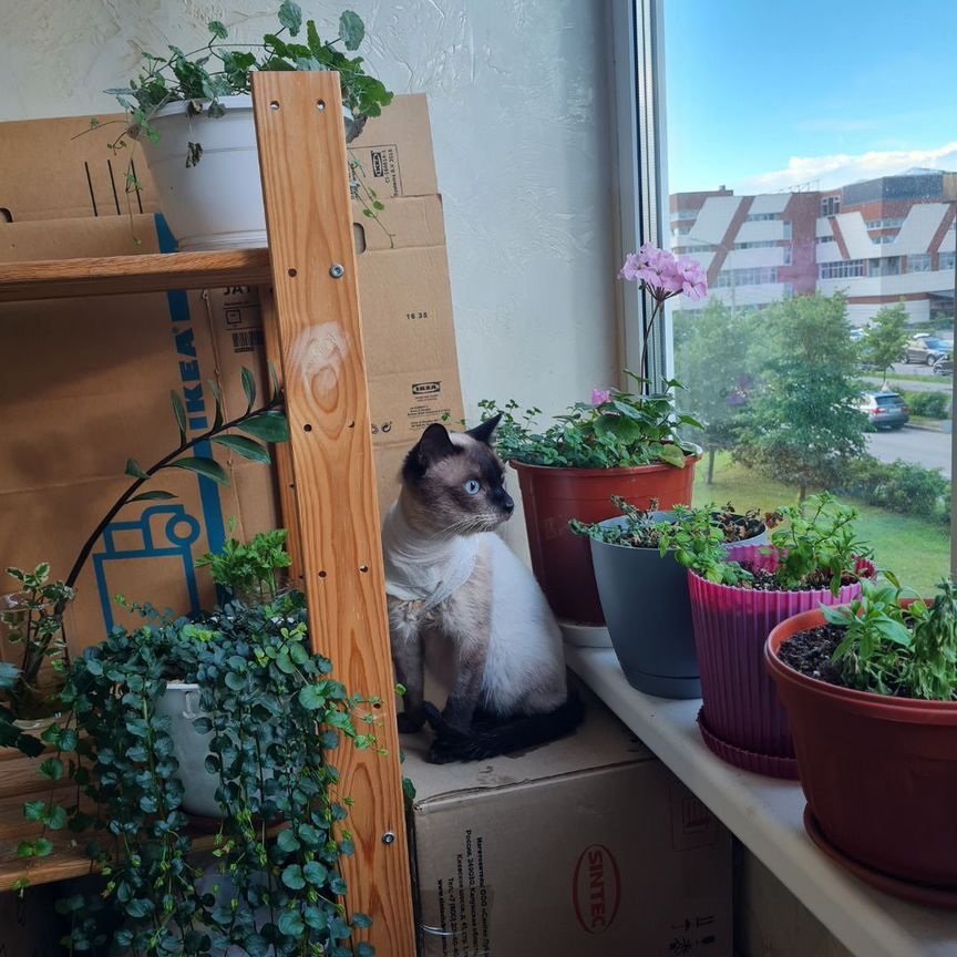 Отдам кота в добрые руки