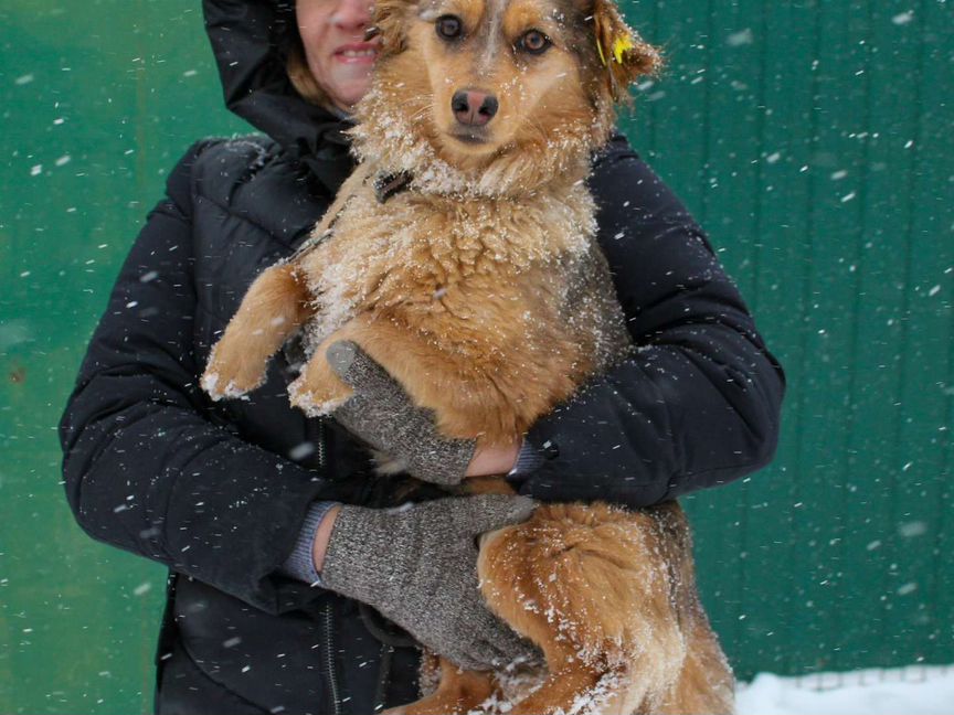 Мелкая собачка (10 кг) Лиза ищет дом