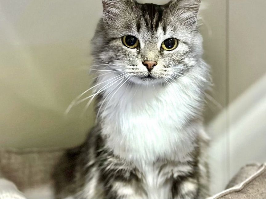 Приютская кошечка Элла ищет дом