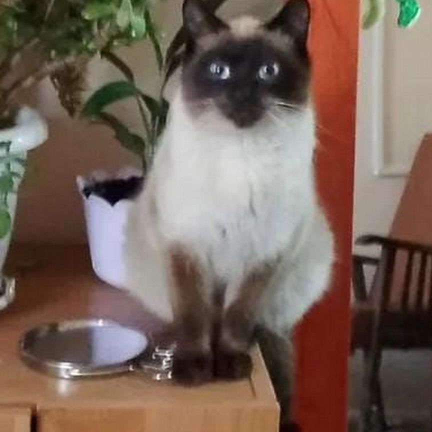 Отдам даром котика