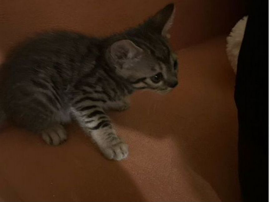 Продаю котёнка подробности в описании