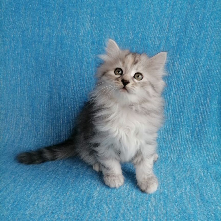 Серебрянные девочки с документами