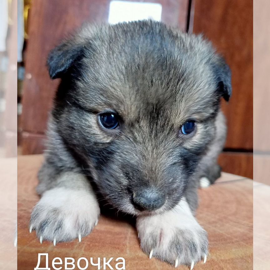 Щенок в добрые руки