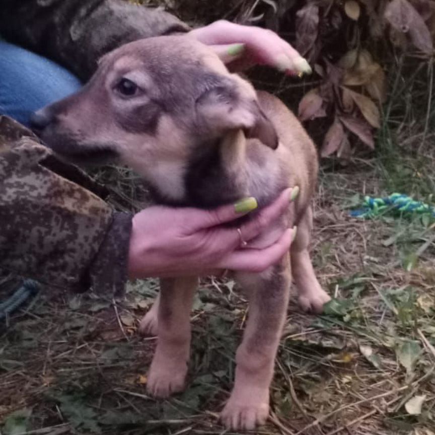 Щенок Рита в добрые руки бесплатно
