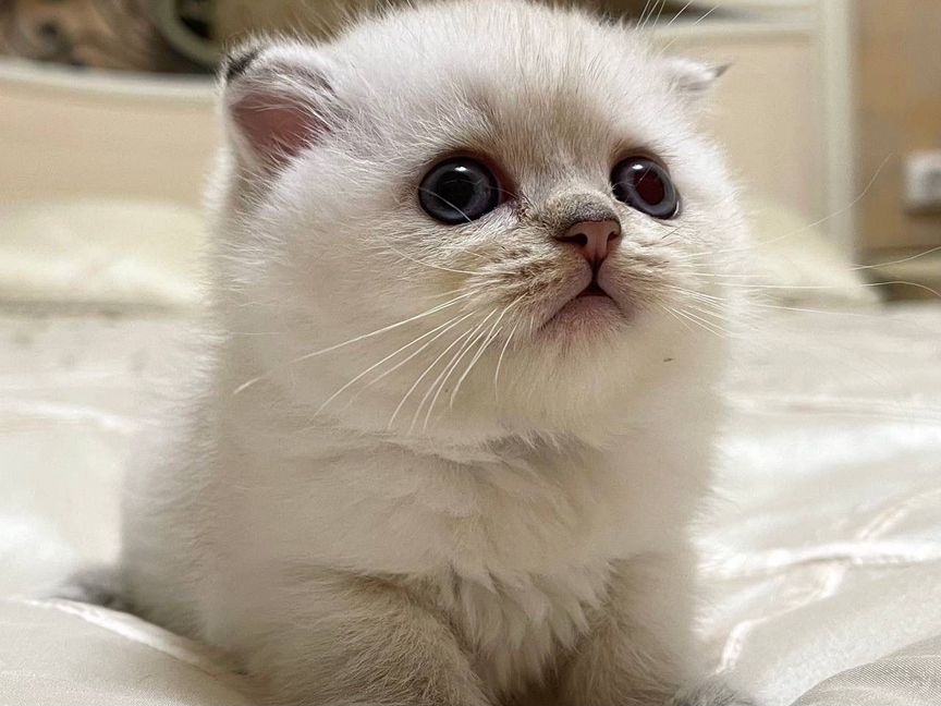 Вислоухий Беленький снежок Котик