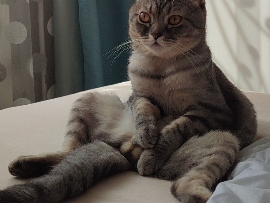 Вязка шотландский котик