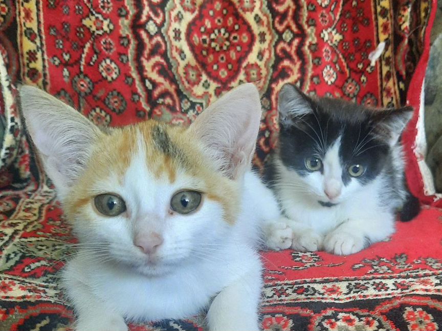 Котёнок в опасности