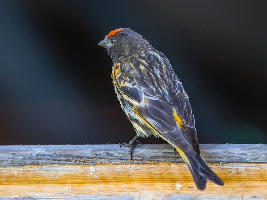 Вюрок красный шапочка