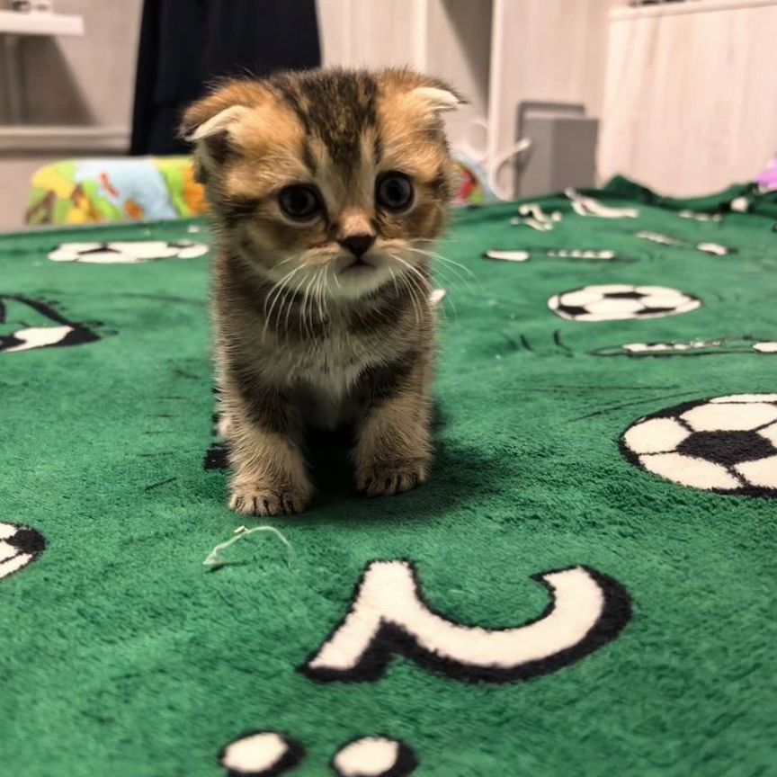 Шотландский вислоухий короткошёрстный котёнок