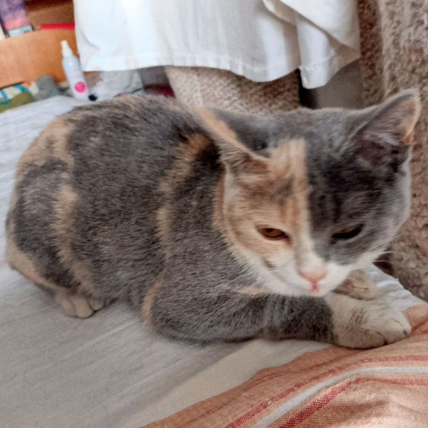 Котенок