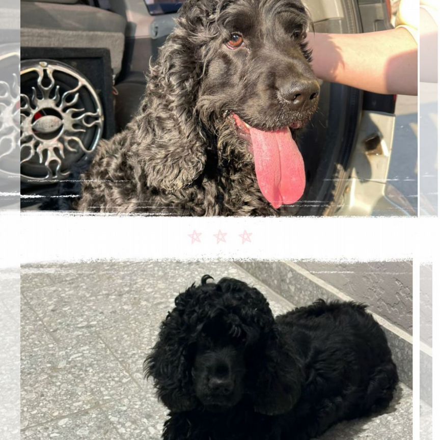 Кокер спаниель, взрослый пёс