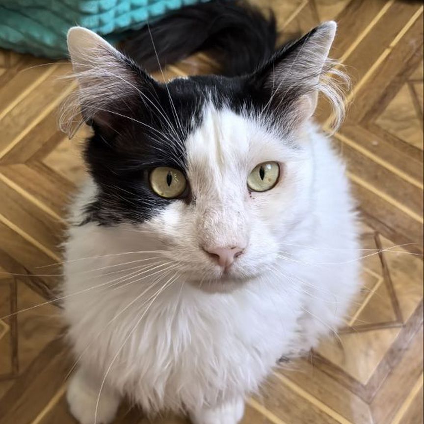Кошки