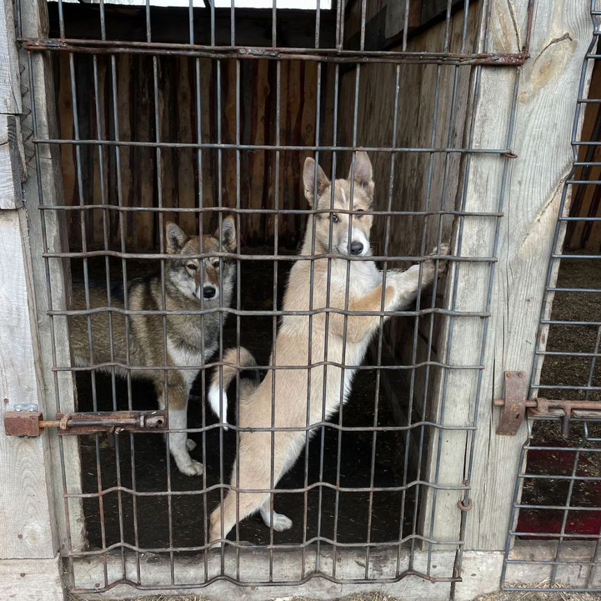 Западно сибирская лайка