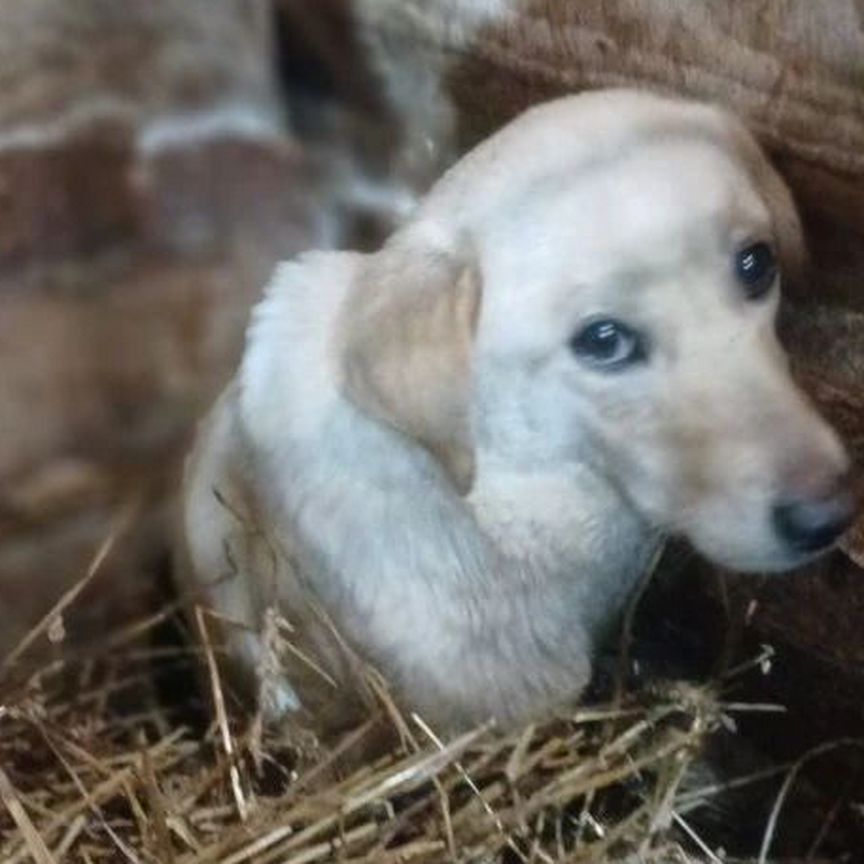 Взрослая собака в добрые руки