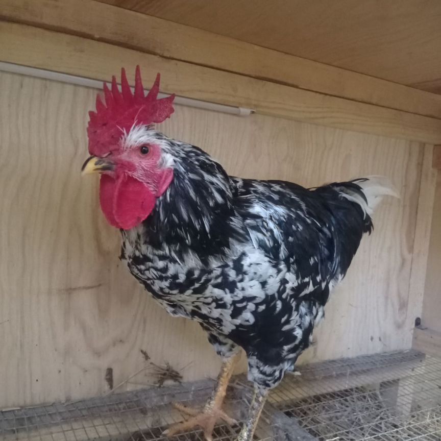 Петух пита-пинта астуриана