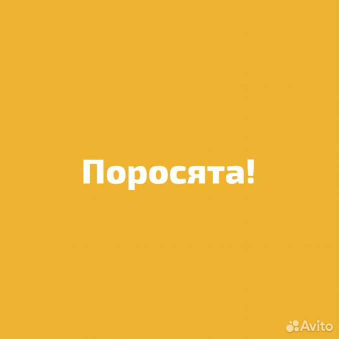 Продаю поросят