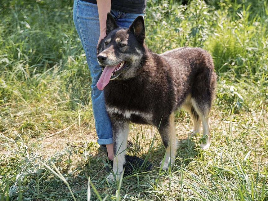 Собака в добрые руки