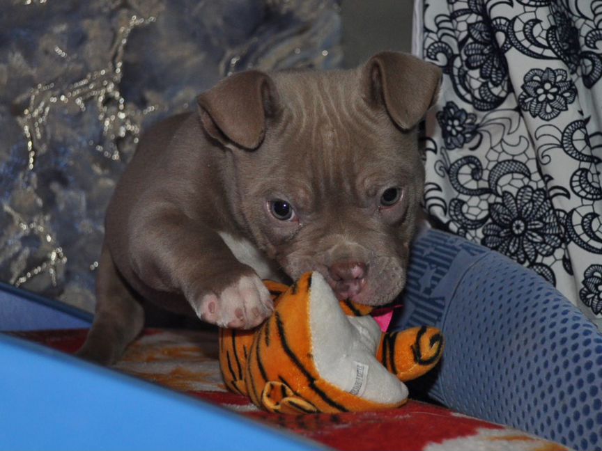 Американский булли мальчик