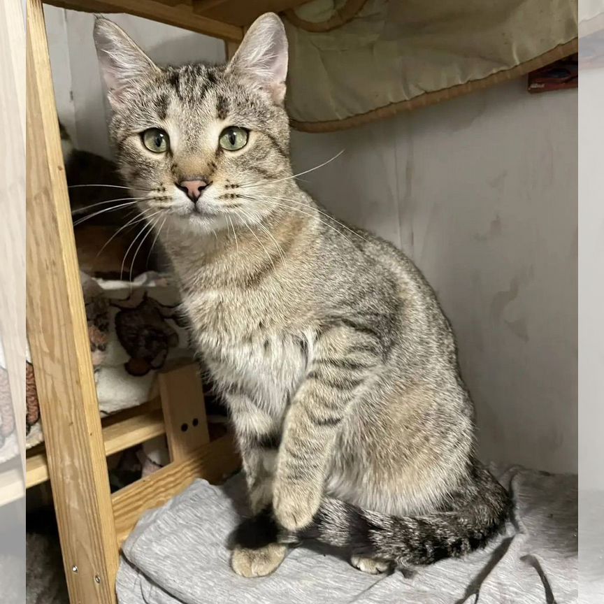 Саванна, взрослый кот