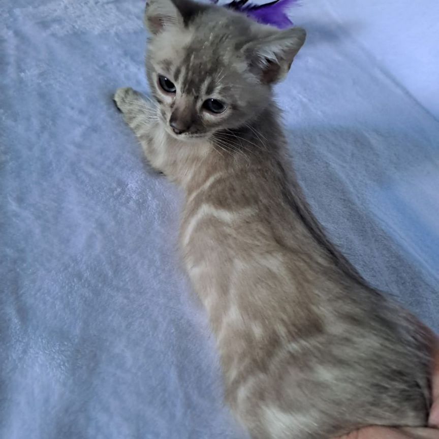 Эксклюзивные котята
