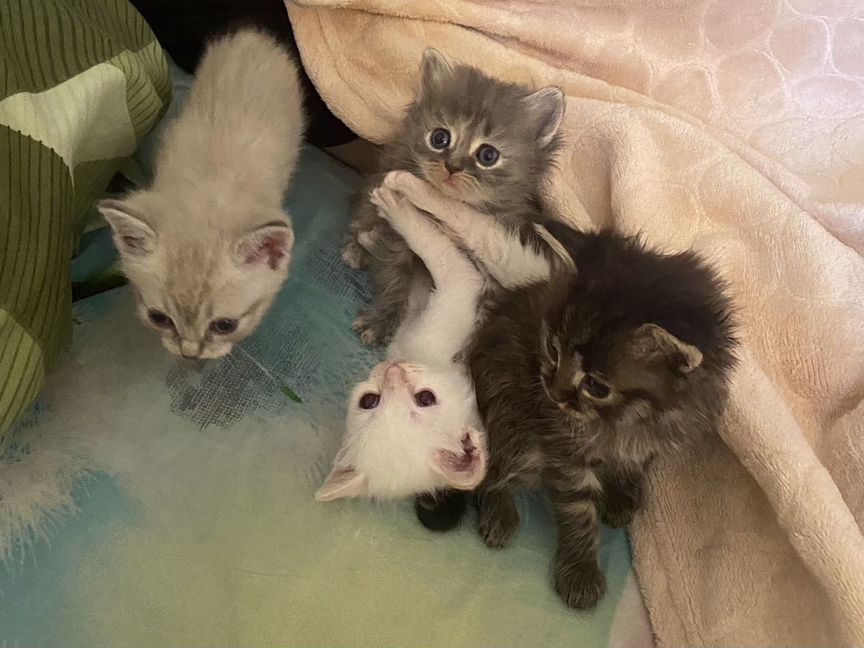 Котята