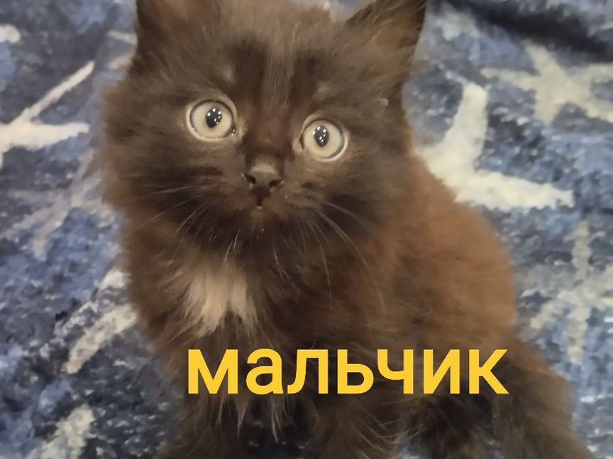 Мальчик И 2 девочки в добрые руки